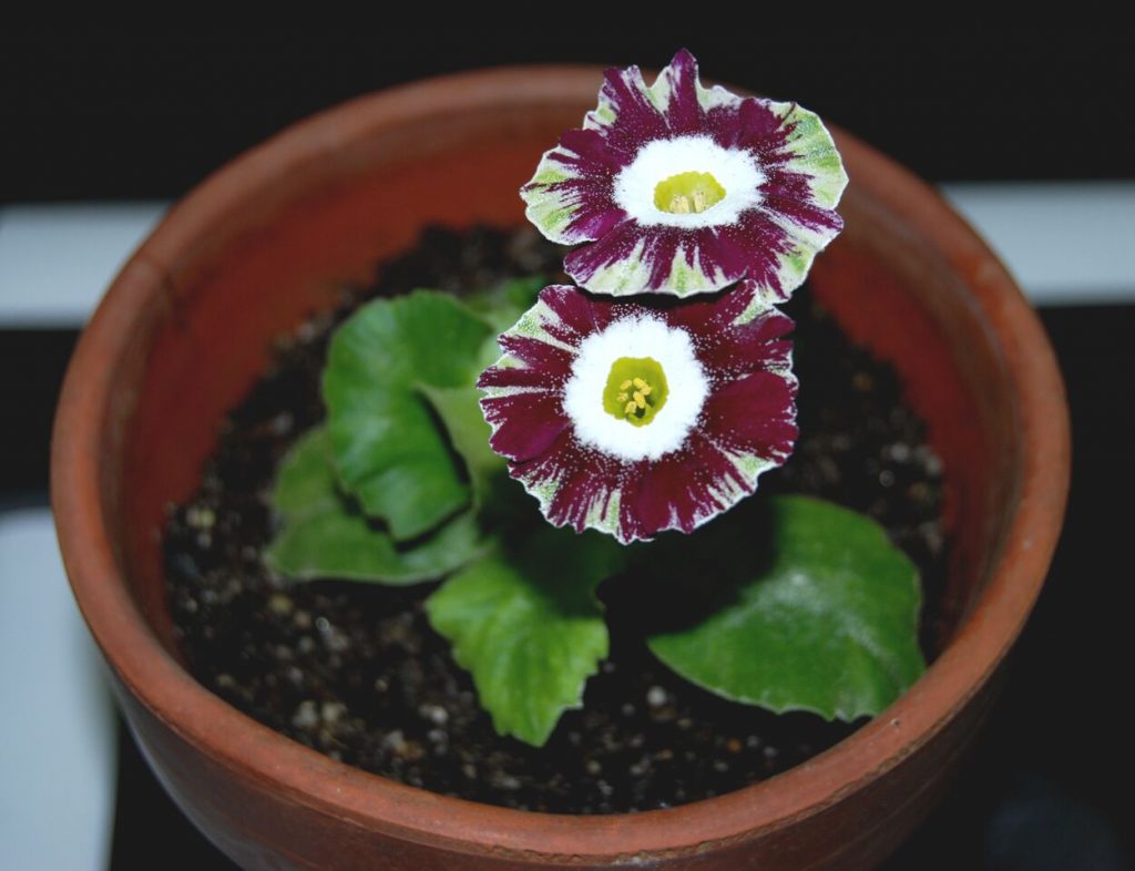 A Quick Q&A History of Auriculas The American Primrose Society