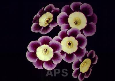 Auricula - The American Primrose Society