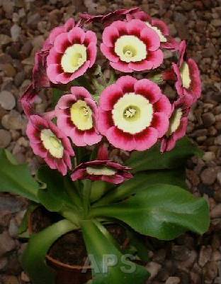 Auricula - The American Primrose Society