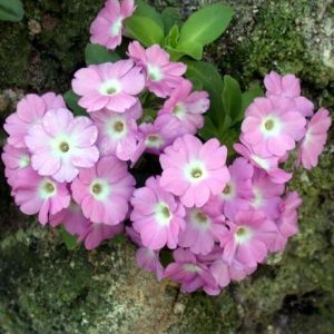 Primula allionii and hybrids The American Primrose Society