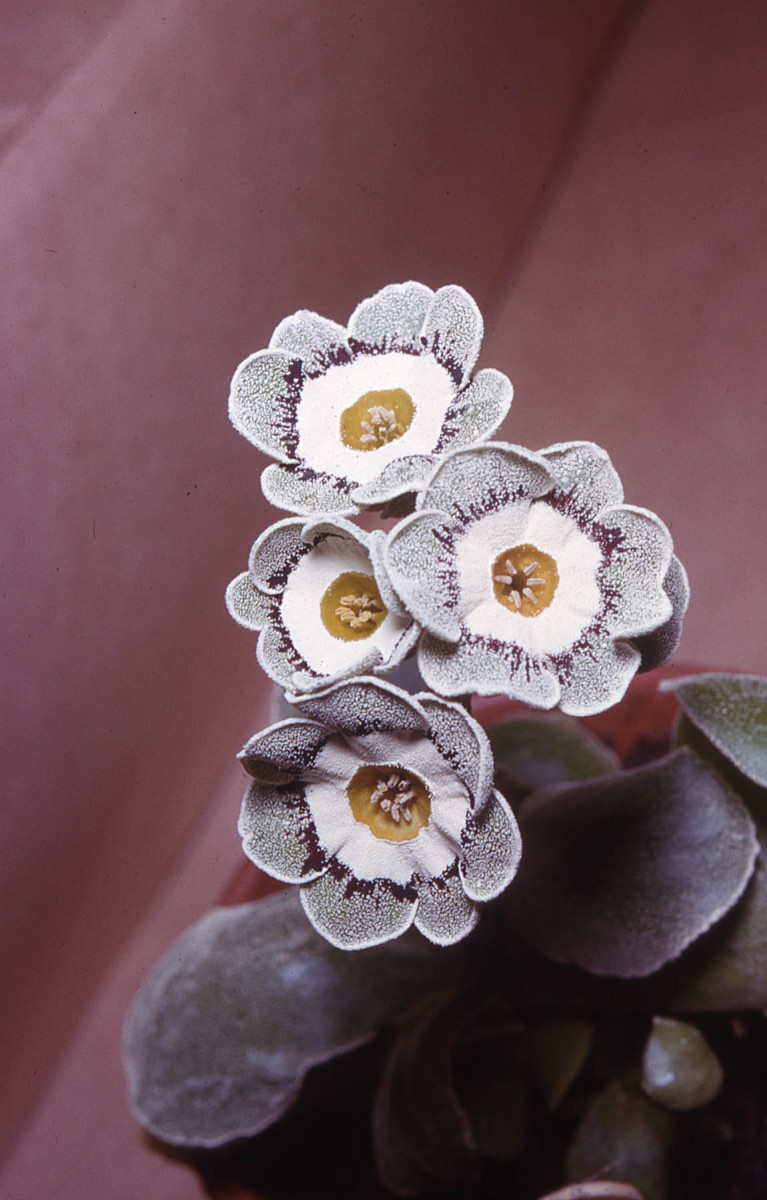 What is ‘Farina’? The American Primrose Society